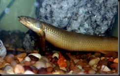 On Two Wheels ... and more: What do you do with old helmets?